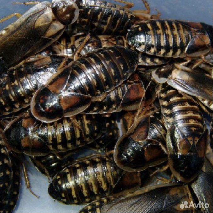 Аргентинский таракан (Blaptica dubia)