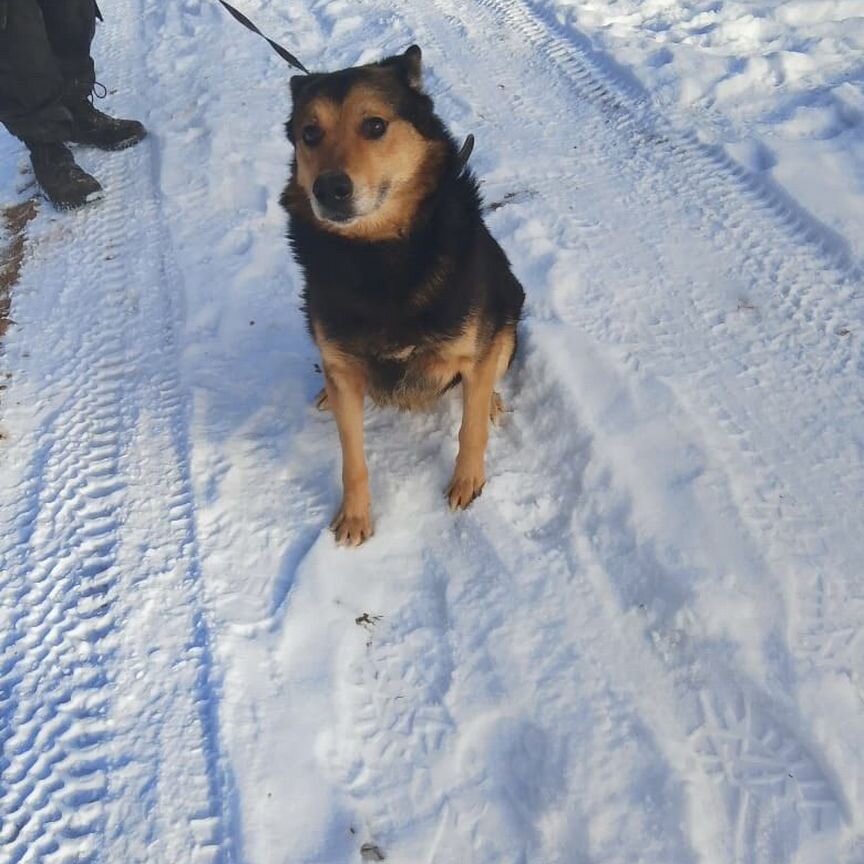 Собака в дар