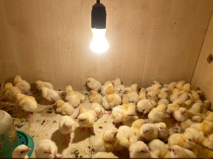 Цыплята бройлеры