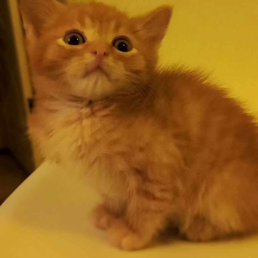 Рыжий котенок в добрые руки мальчик