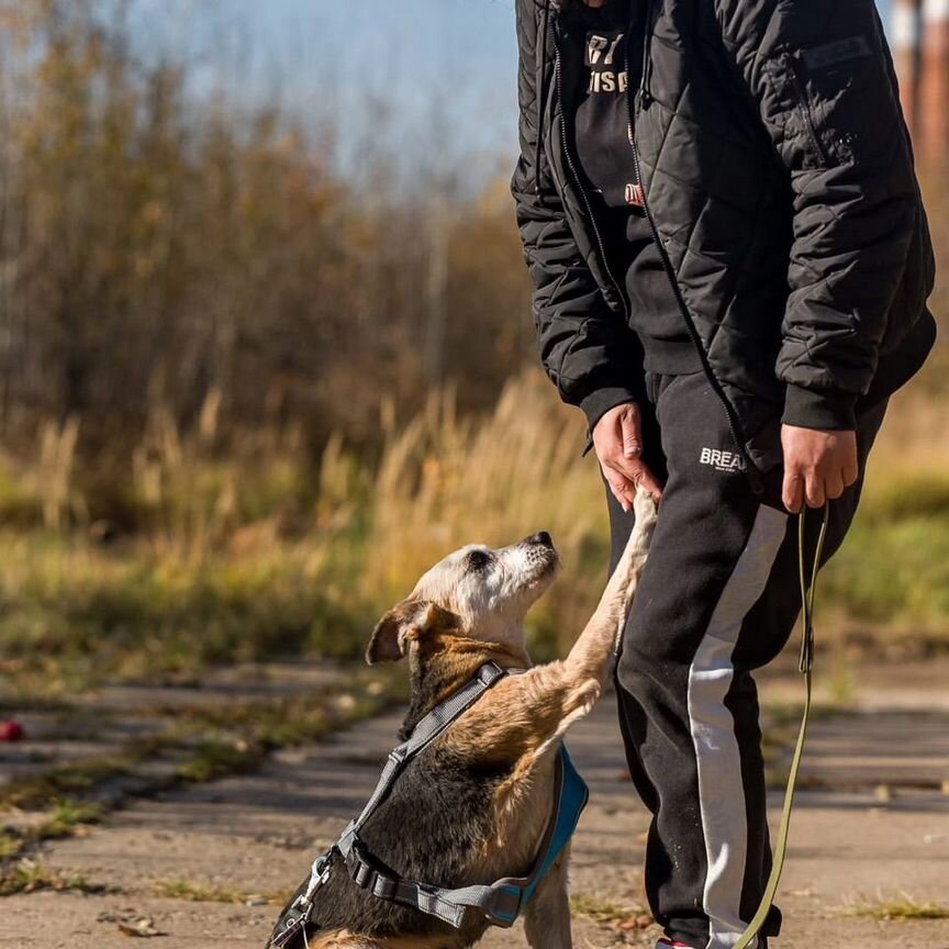 Маленькая собака в добрые руки