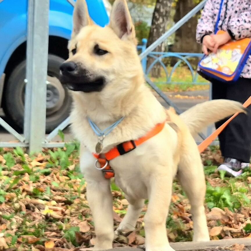 Щенок в добрые руки