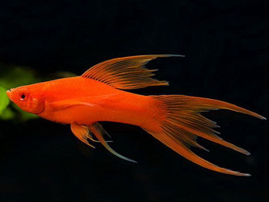 Меченосец Красный Вильчатый (Xiphophorus Helleri)