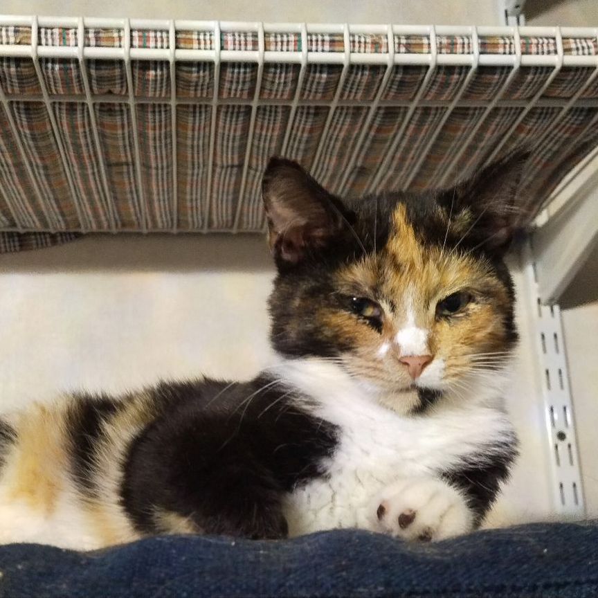 Котенок 4.5 месяца