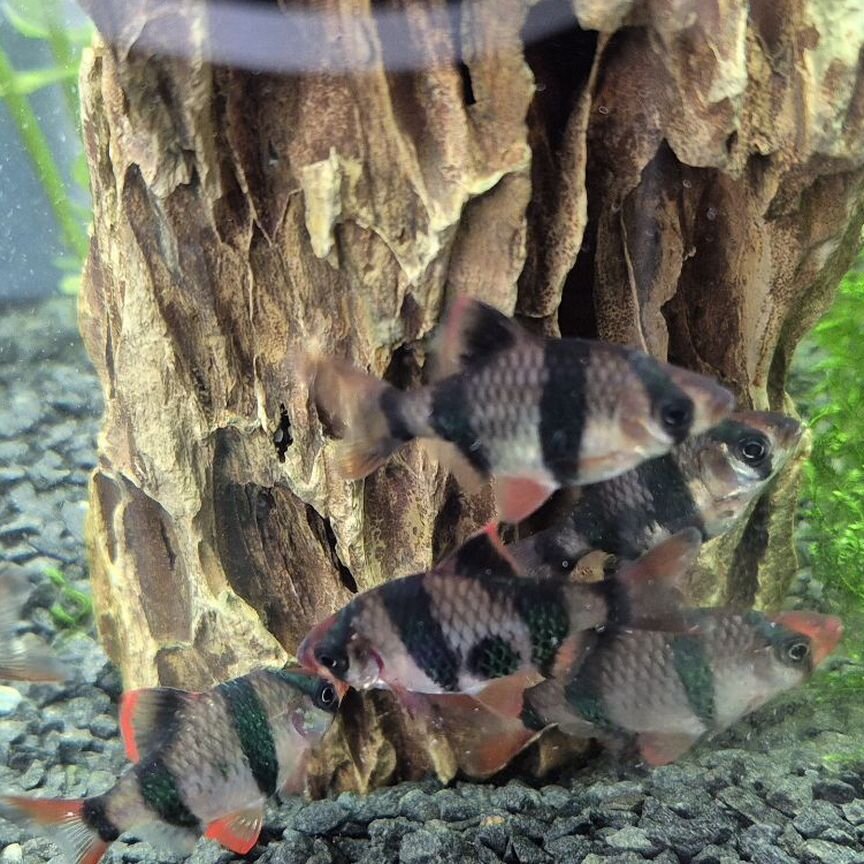 Рыбы барбусы