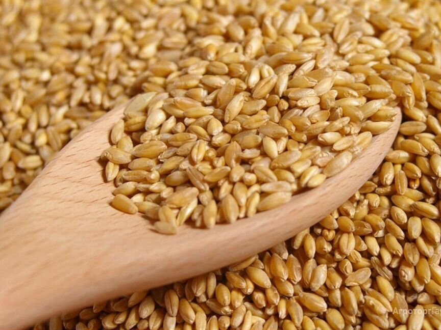 Пшеница для проращивания