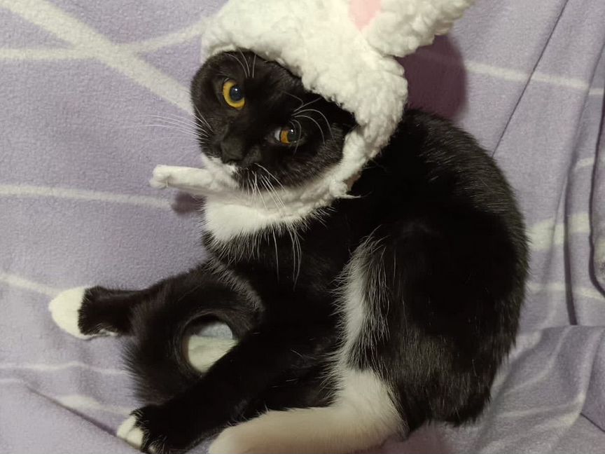 Котенок кошка черно-белая в добрые руки