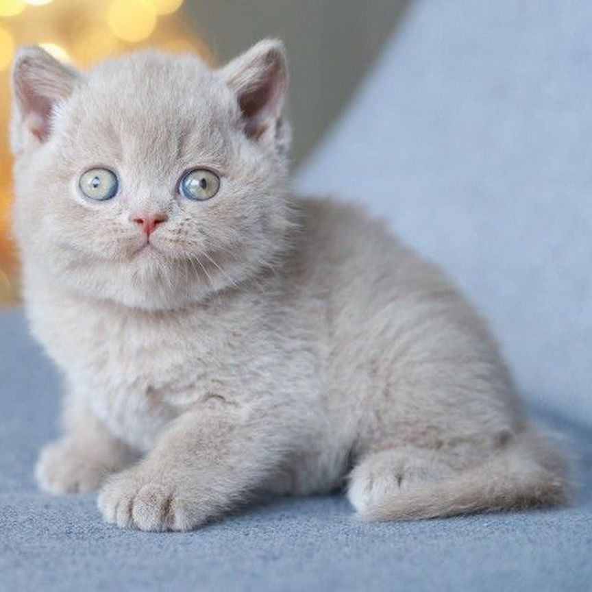 Британский короткошёрстный котёнок