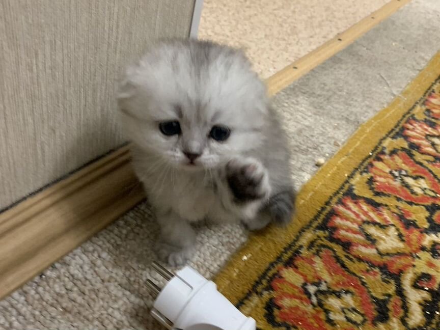 Шотландская вислоухая кошечка