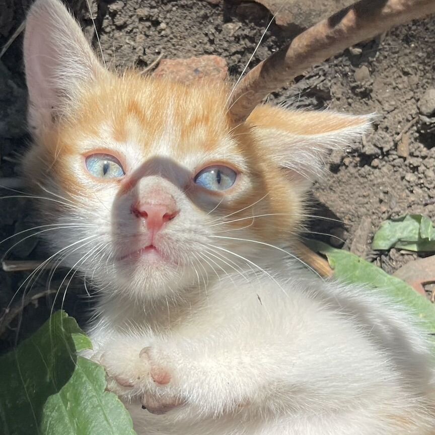 Два Котика и кошечка