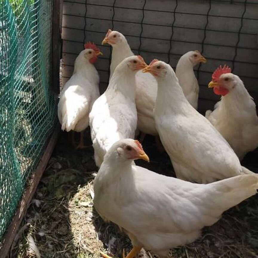 Петушок Леггорн