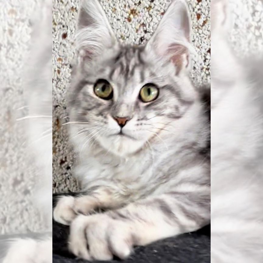 Котята мейн кун