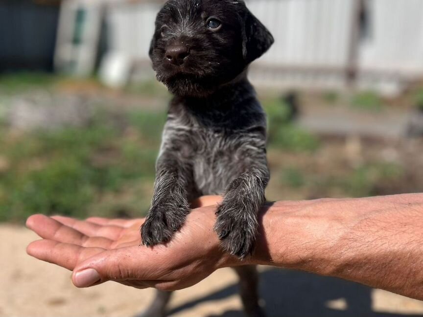 Щенки Дратхаара