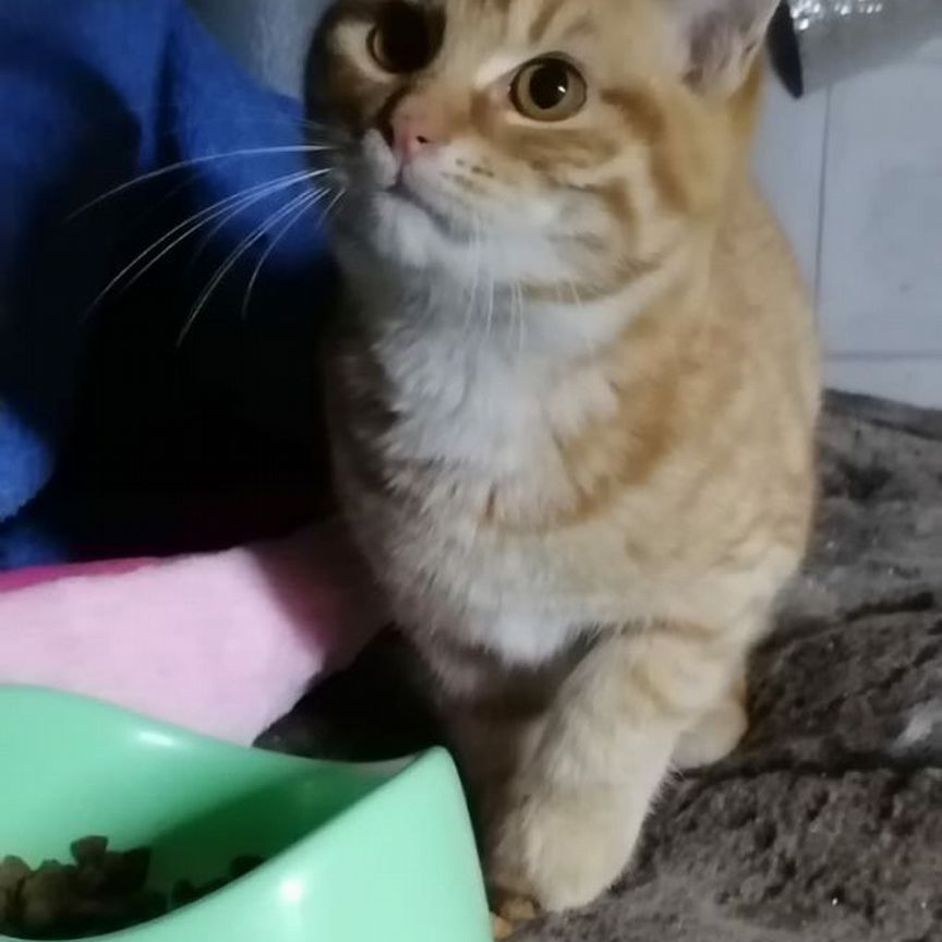 Котенок мальчик подкинули на передержку в - 7