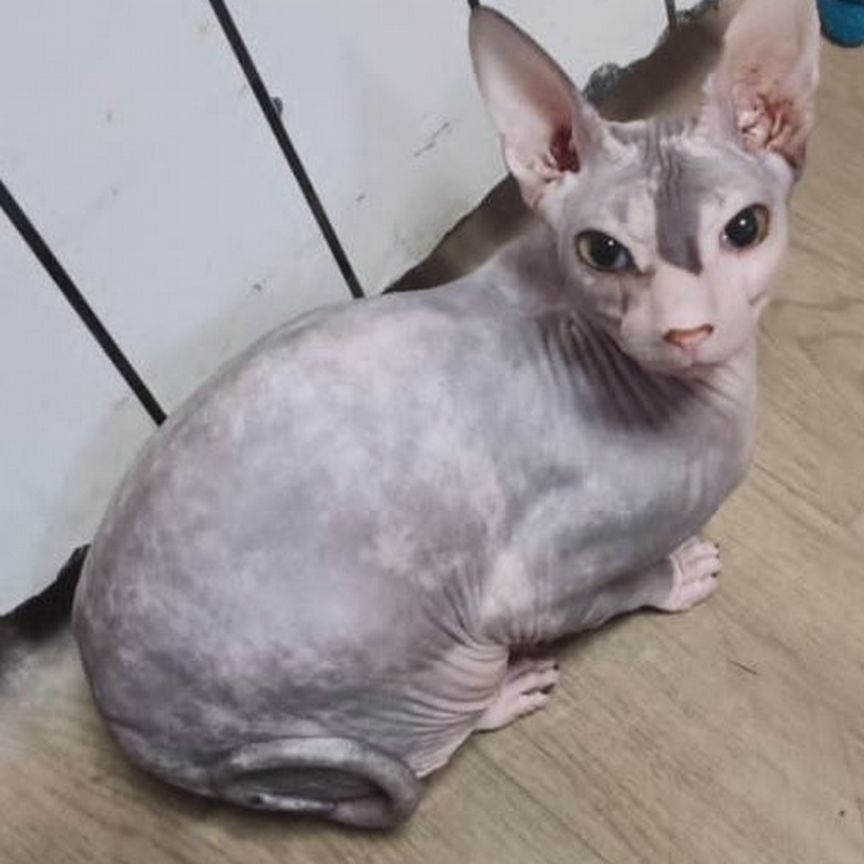 Канадский сфинкс котёнок