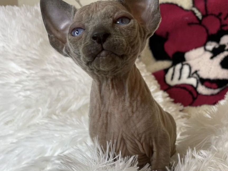 Канадский сфинкс котенок девочка