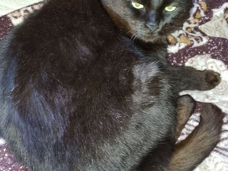 Отдам бесплатно шатландская вислоухая кошка