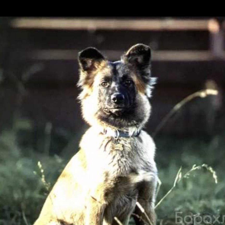 Красавица Фокси ищет дом и любимую семью