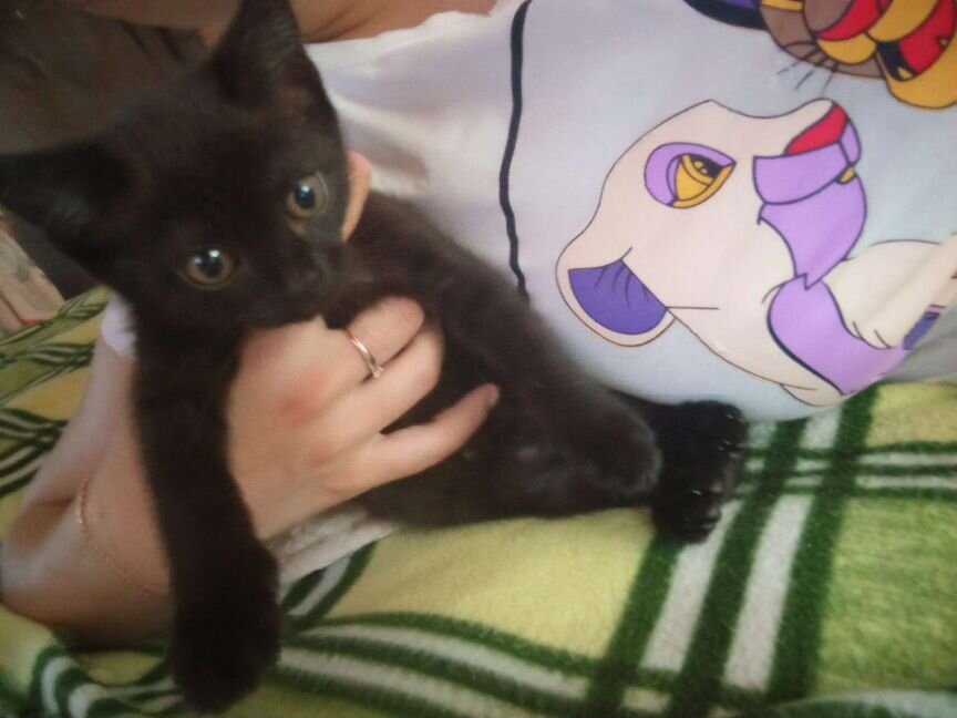 Котенок(девочка)