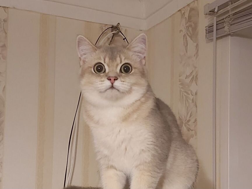 Британские котята