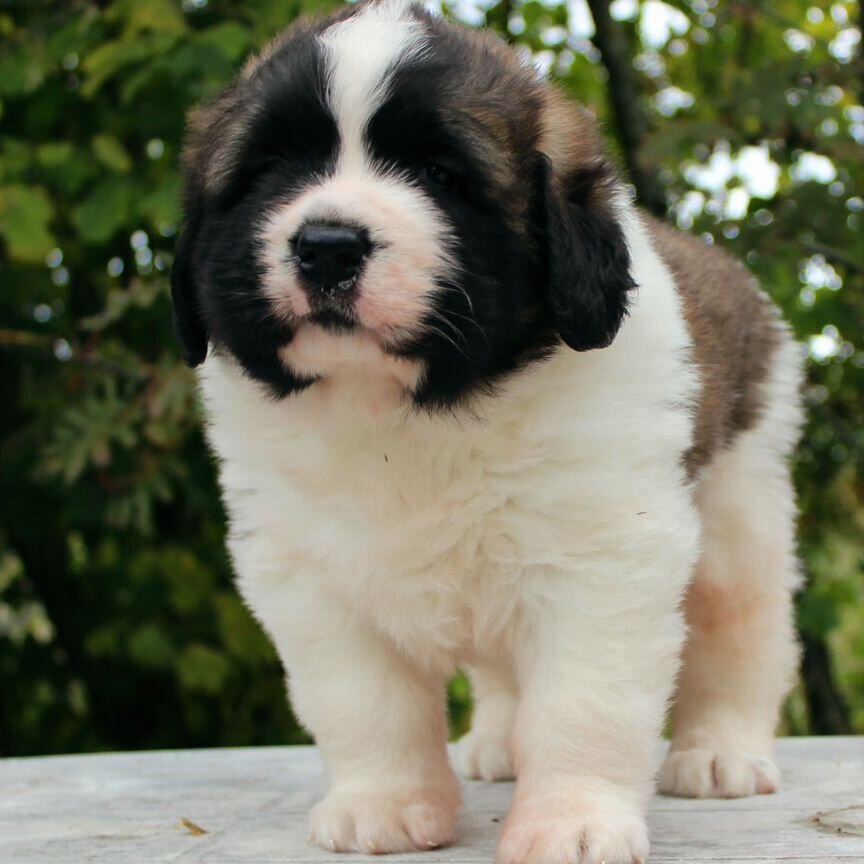 Щенок Московской сторожевой