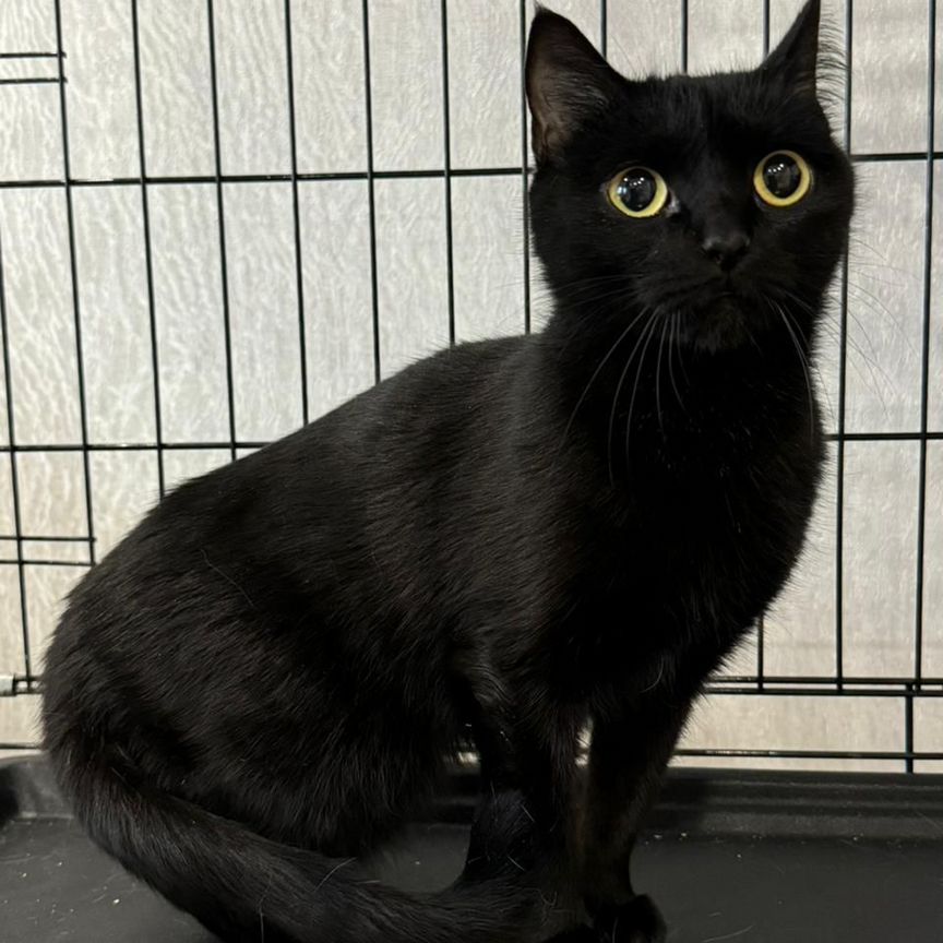 Кошка в добрые руки