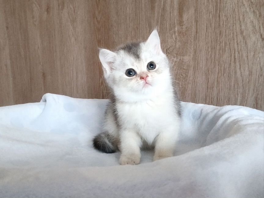 Британская малышка