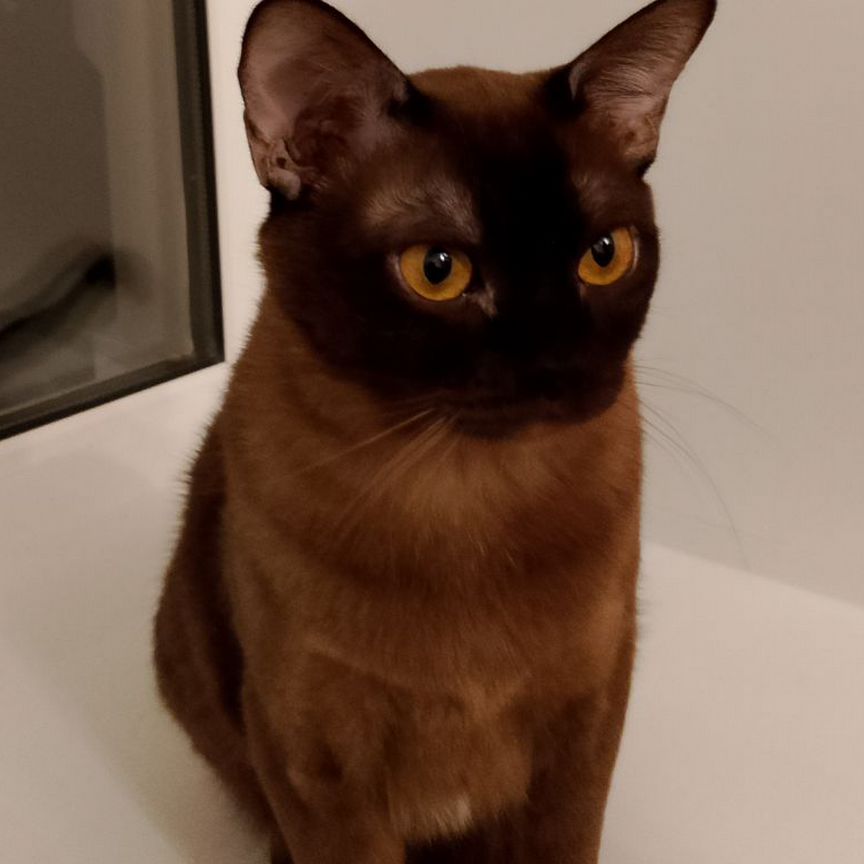 Кошечка Европейская бурма