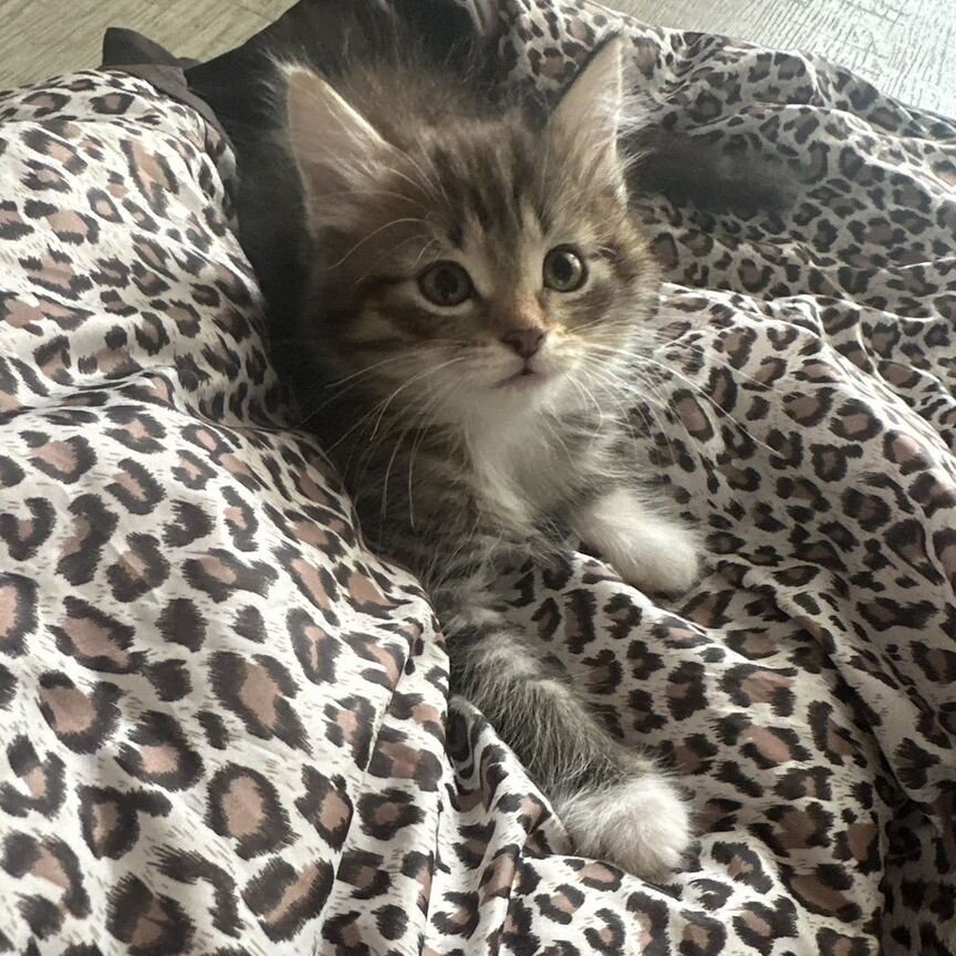 Котята- тигрята