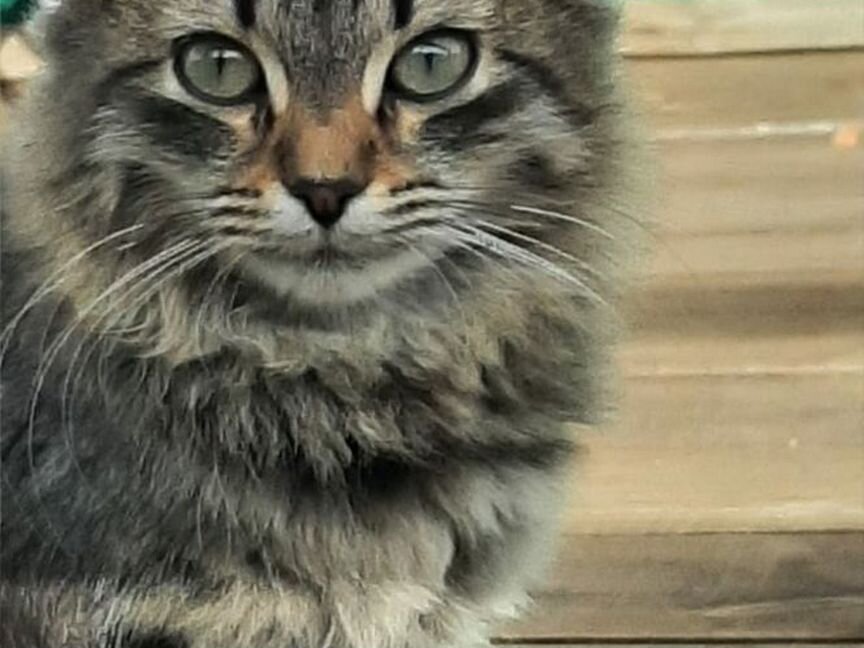 Почти норвежская лесная кошка, 5 котят