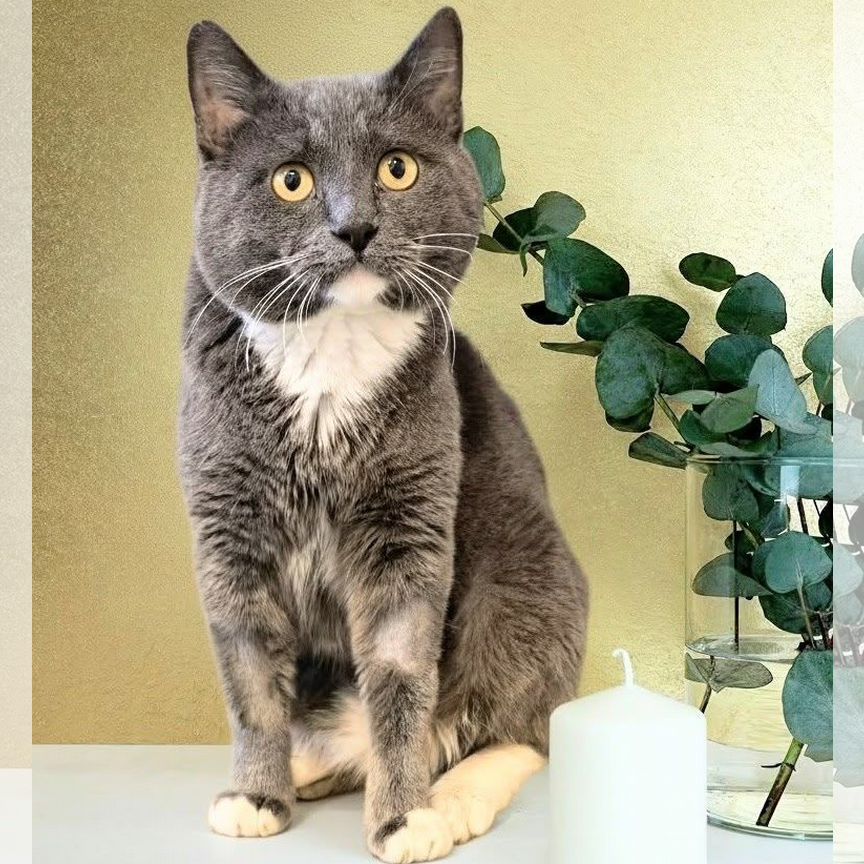 Взрослый кот в добрые руки