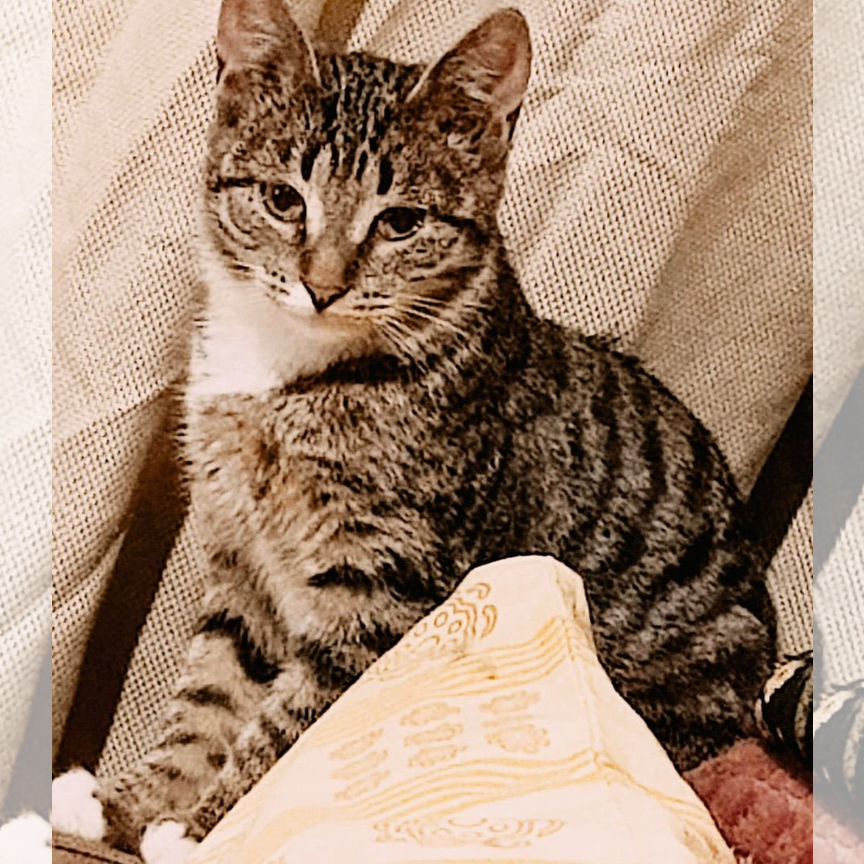 Котята 4 мес