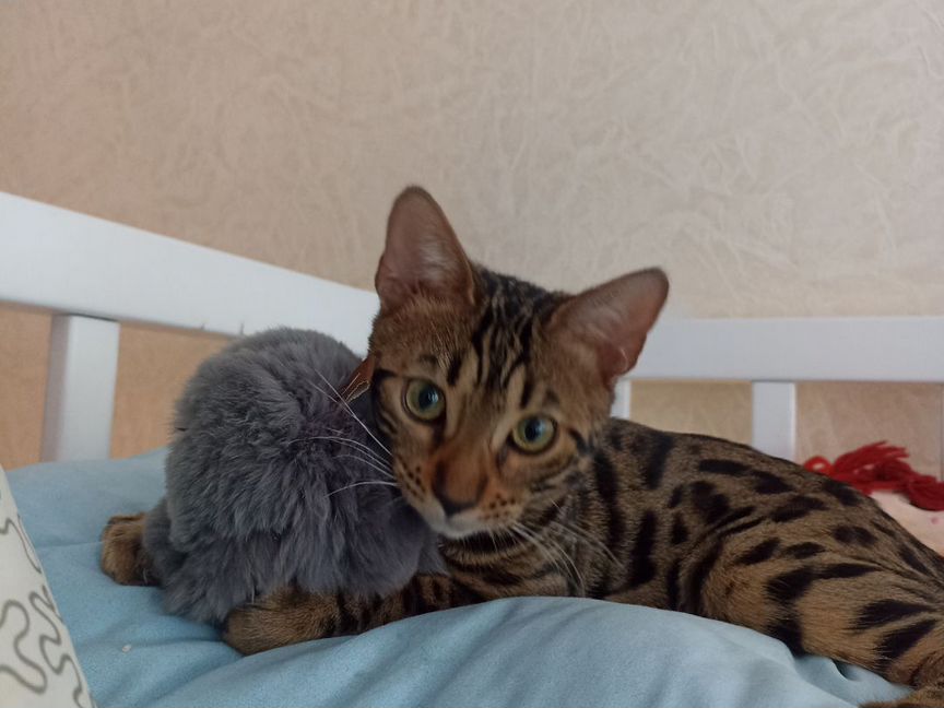 Бенгальская кошка