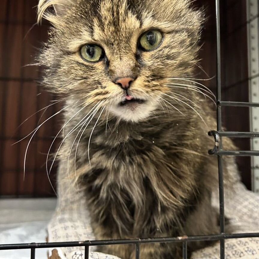 Взрослая, Девочка кошка в добрые руки