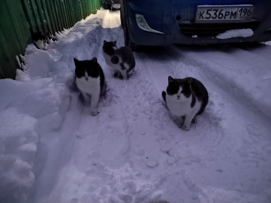 Молодые Кошки и котики бесплатно в хорошие руки