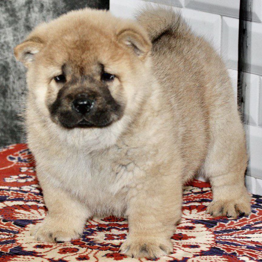 Чау-чау, щенок