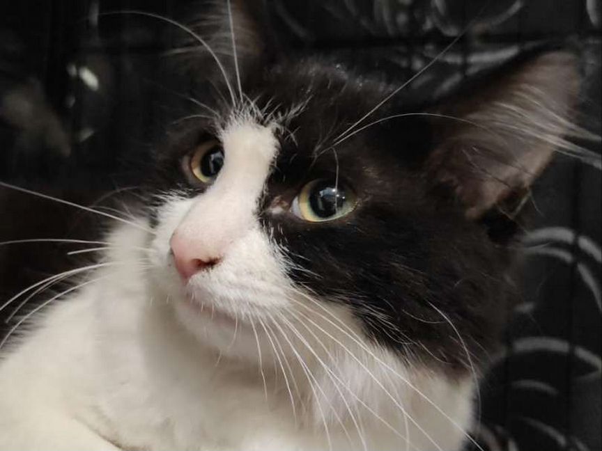 Кошечка в добрые руки