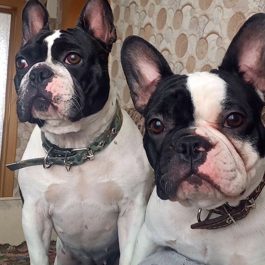 Французский бульдог