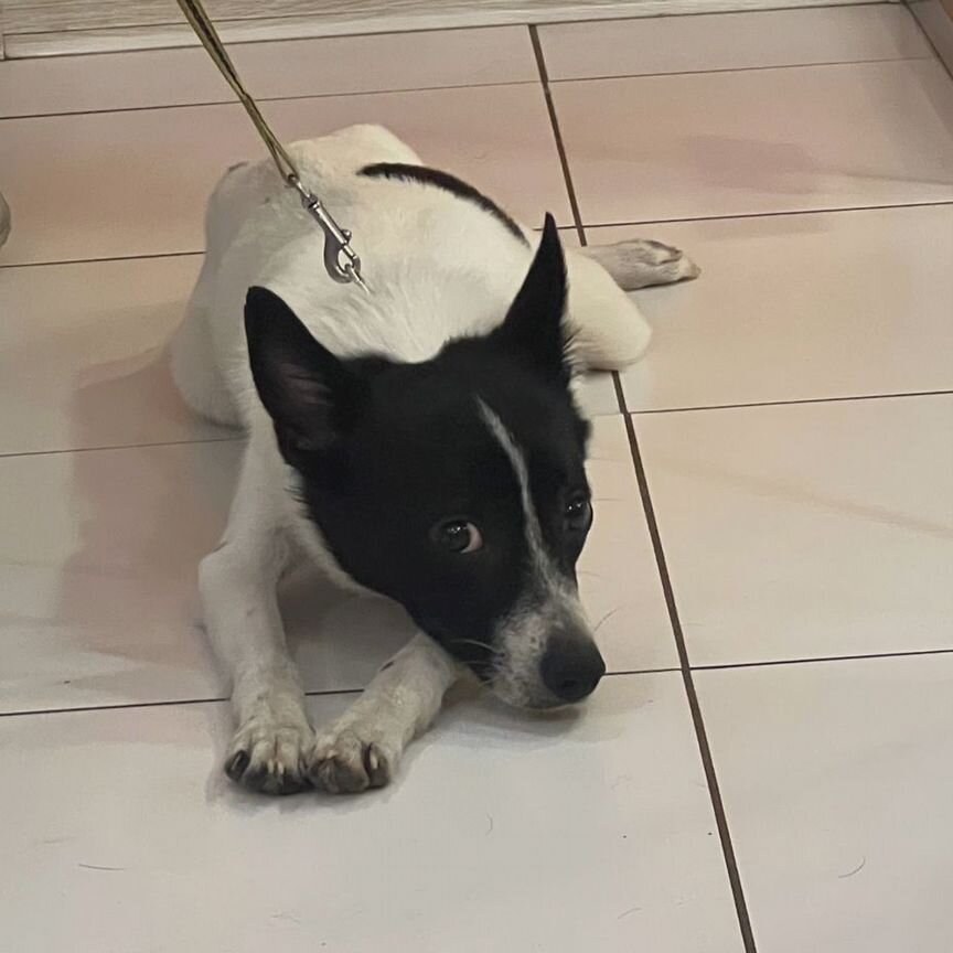 Собака в добрые руки девочка