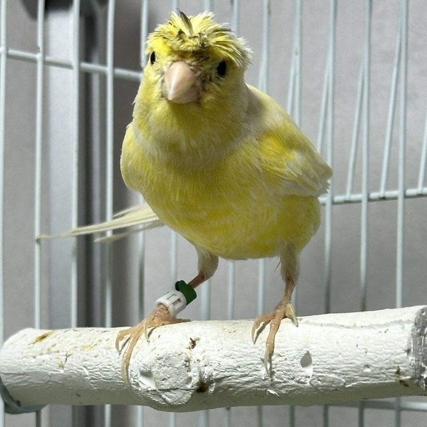 Канарейка