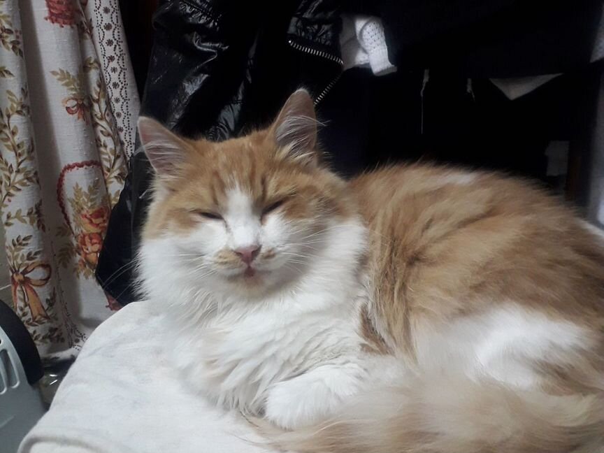 Котики бесплатно в добрые руки