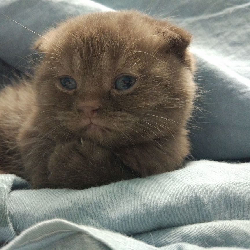 Поиск шотландского котика