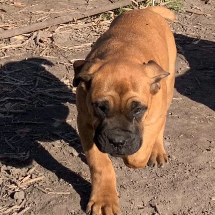 Южноафриканский бурбуль