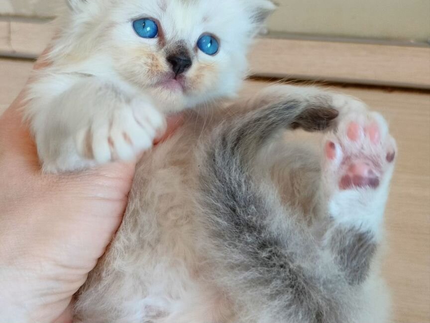 Котята рэгдолл