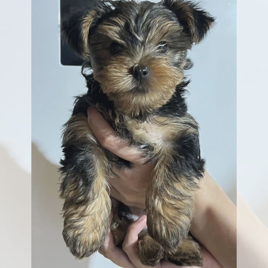 Йоркширский терьер, щенок