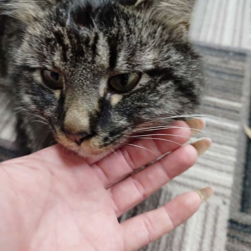 Котик в добрые руки