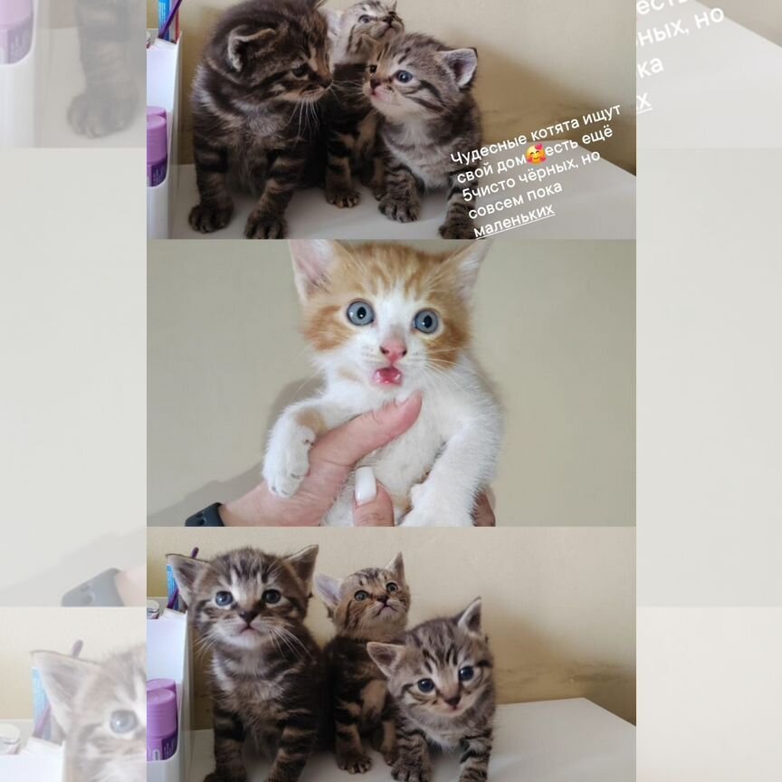 Котёнок в добрые руки