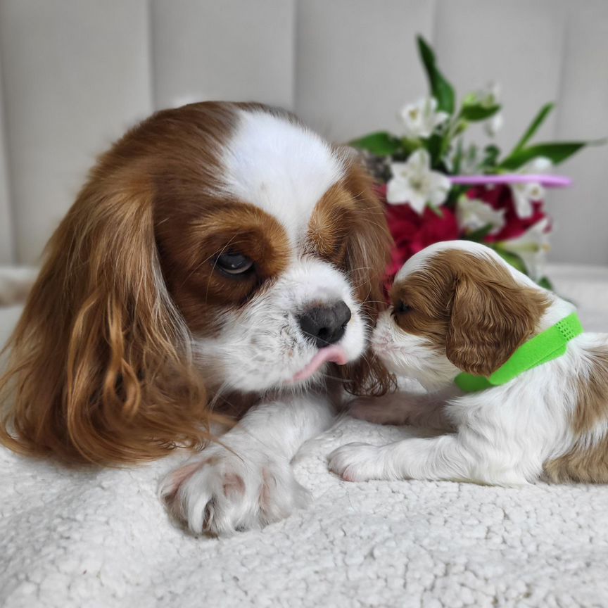 Кавалер кинг чарльз спаниель щенки