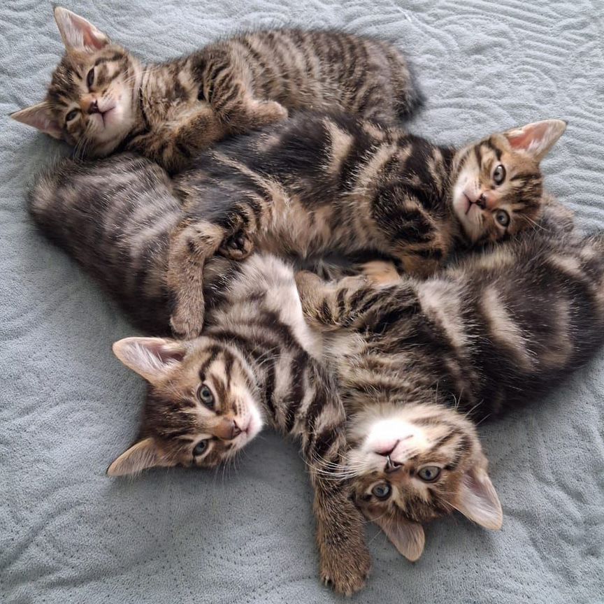 Котята бобтейл