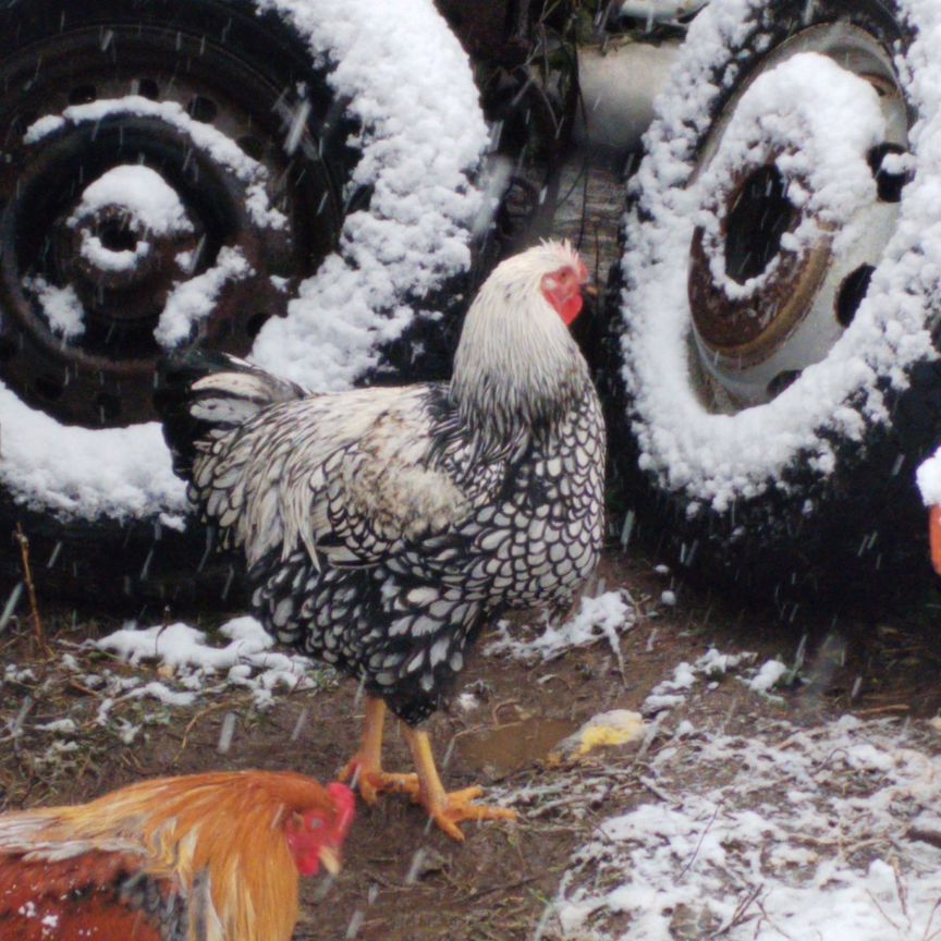 Петух Виандот серебро